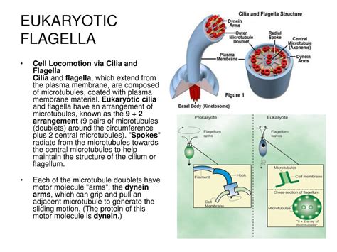 Ppt Chapter 26 Early Earth And The Origin Of Life Powerpoint