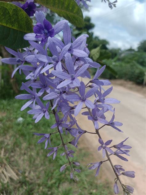 Jiratcha Ngamchaloui