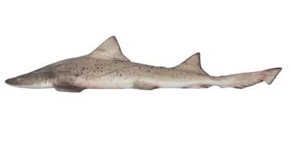 Triakis Maculata Wikiwand