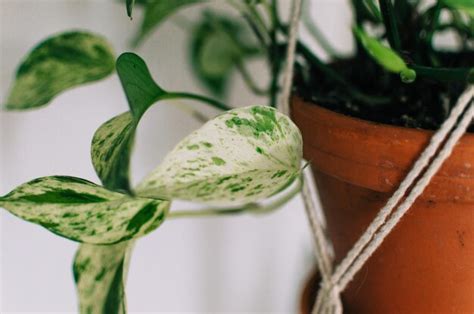 Premium Photo Pothos Marble Queen