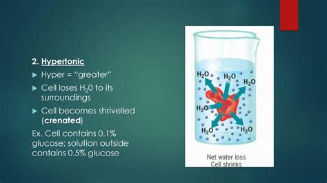 Membranes Ppt Download
