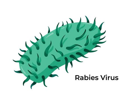Rabies Virus Diagram