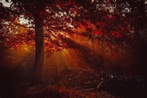 Dark Autumn Forest Wallpapers Top Free Dark Autumn Forest Backgrounds