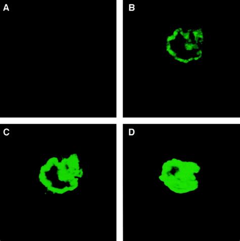 Confocal Microscopic Localization Of The Cd38 Antigen On The Osteoclast