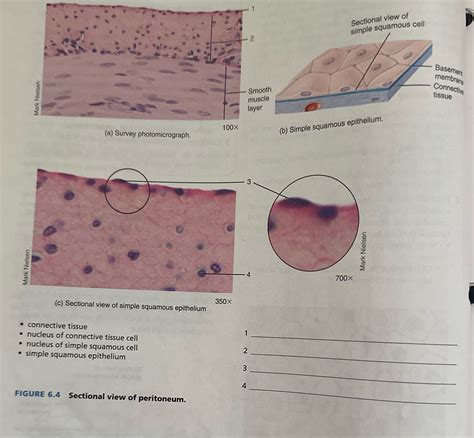 [solved] Sectional View Of Simple Squamous Cell Basement Membrane Connective Course Hero