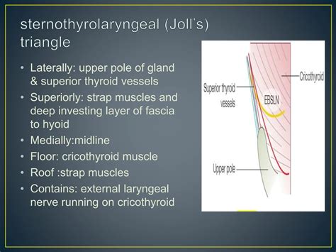 Anatomy Of Thyroidpptx