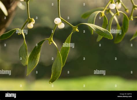 Ramification Dichotomique Banque De Photographies Et Dimages à Haute