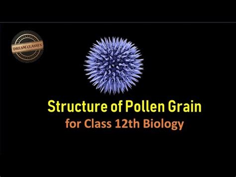 Lecture Structure Of Pollen Grain For Class Th Biology Online