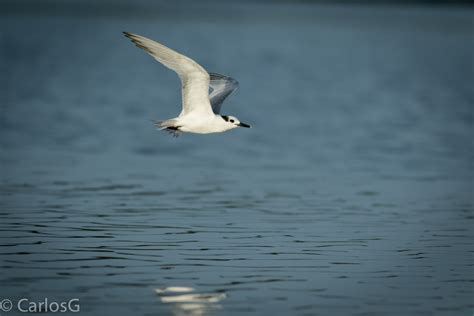 Charrán Patinegro Americano Cabots Tern Thalasseus San… Flickr