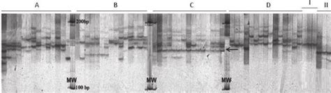 Polyacrilamide Denaturing Gel 8 Obtained With The Tm0083 Primer The