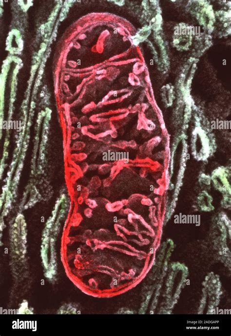 Mitochondrion Coloured High Resolution Scanning Electron Micrograph Sem Of A Single