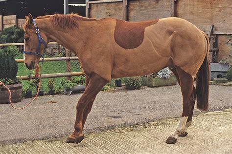 Treatment And Recovery Of Founder In Horses Horse Illustrated