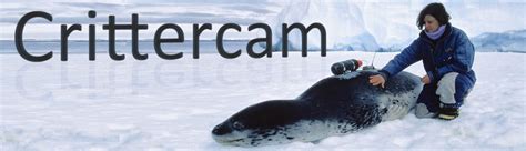 Penguin Critter Cam Live African Penguin Cam Monterey Bay Aquarium