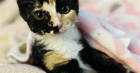 Grumpy Kitten Update Album On Imgur