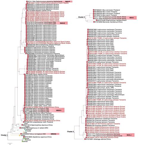 Phylogenetic Grouping Of Rodent Hepaciviruses Within Their Three Major