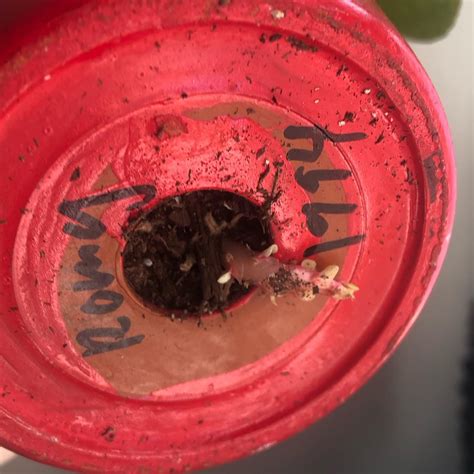 Was Checking On My Pilea And Saw This What Is Itwhat Do I Do R