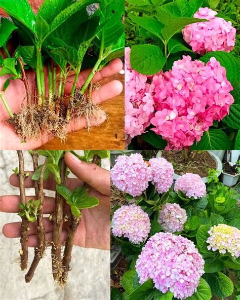 Sprout 🌸 How To Grow Hydrangeas From Cuttings A Simple Step By Step