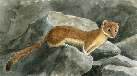 Elvas Field Notes The Year Of The Weasel