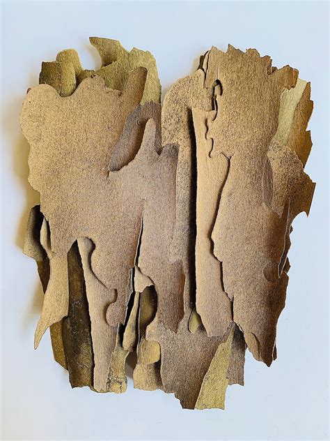 12 Piece Sycamore Tree Bark Size Large Sold Out Etsy