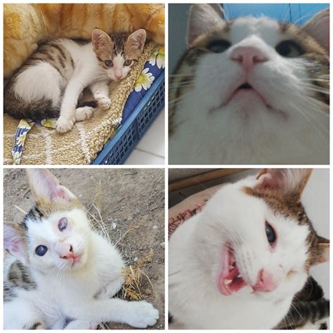 My Cats Odin Top And Lilbobby Bottom Never Fail To Make Me Smile