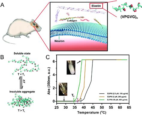 An Overview Of Extracellular Elastin A As Chematic Illustration Of