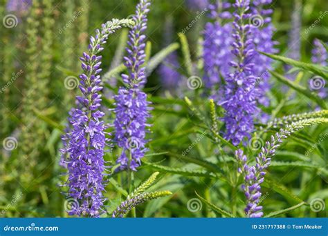 Veronica Flower Description At Loretta Little Blog
