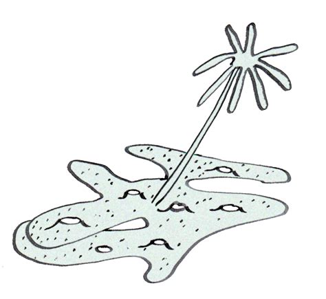 Botanik Helmich Das System Der Bryophyta Lebermoose