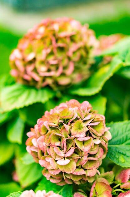 Hydrangea Structure Images Free Download On Freepik