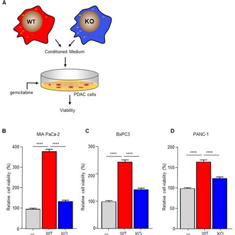 Macrophage C Ebpδ Drives Gemcitabine Resistance Of Pancreatic Cancer Download Scientific
