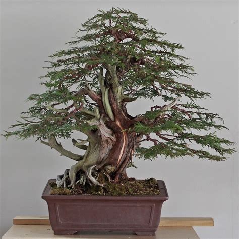 Thuja Occidentalis Northern White Cedar Eastern White Cedar Eastern
