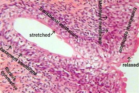 Urinary Bladder