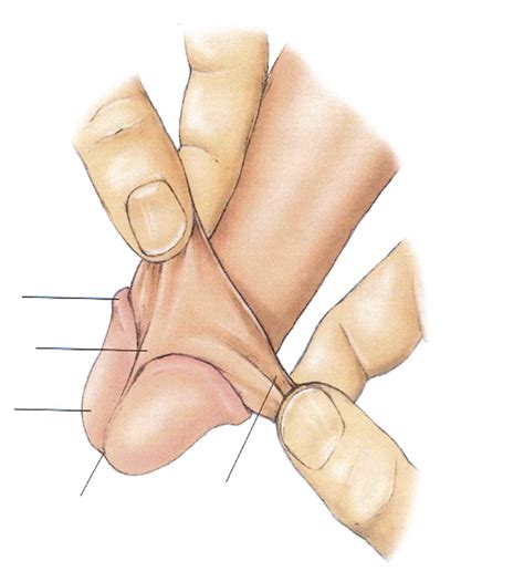 Male Anatomy Slides 2 Diagram Quizlet