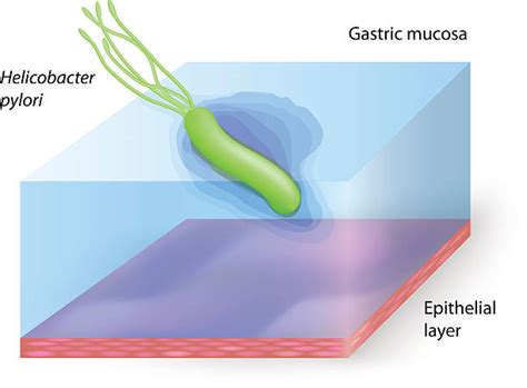 20 Animal Duodenum Illustrations Stock Illustrations Royalty Free