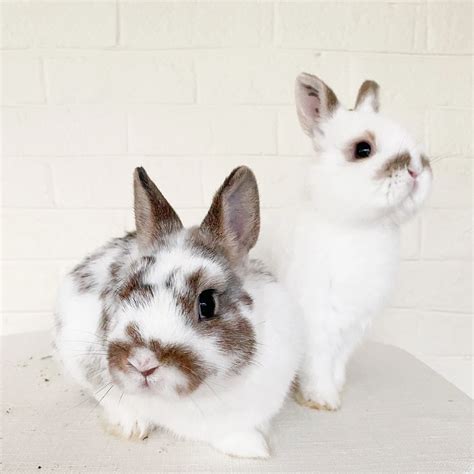 Everything Netherland Dwarf — Breadbox Farm