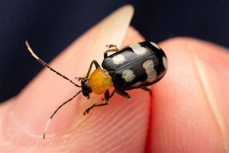 Leaf Skeletonizing Beetle Project Noah