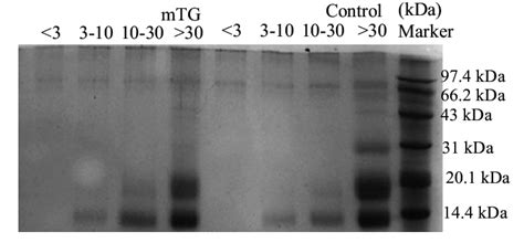 Sds Page Of Isolated Peptide Fractions In Yogurt Treated With And