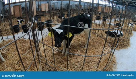 A Group Of Small Calves In Cages On A Dairy Farm Agricultural Industry Editorial Image Image