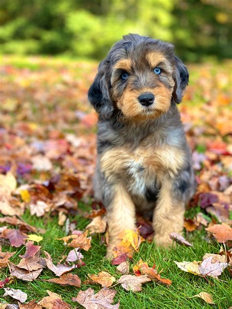 F1 Standard Aussiedoodle Puppies Pacificdoodles