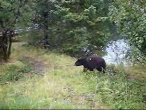 Mother Black Bear And Her 2 Cubs Steep Creek Near Mendenhall Glacier