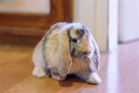 A Cute Lop Ear Rabbit Stock Image Image Of Ears Cute 310852119