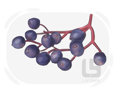 Definition And Meaning Of Elderberry Langeek