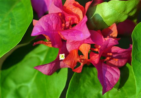 40000 Free Bougainvillea Wallpaper And Beautiful Flowers Images Pixabay