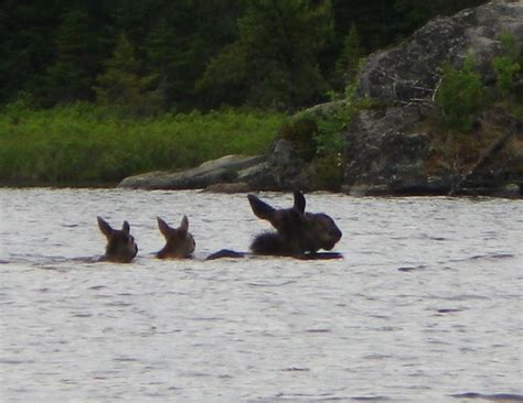 Tuscarora Lodge And Outfitters News Wolf Bait