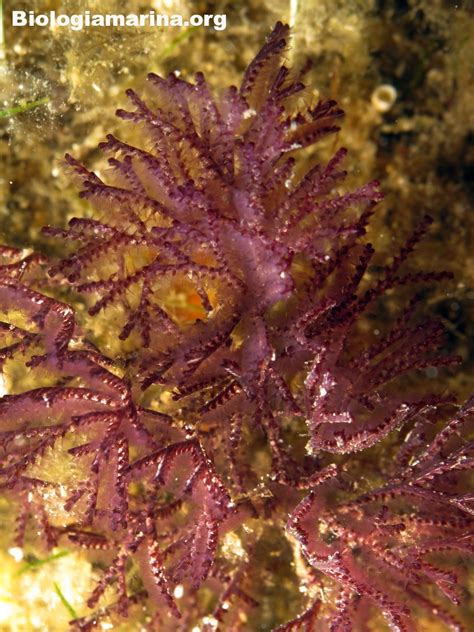 Bugula Neritina Biologia Marina Del Mediterraneo