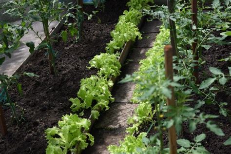 12 Plants To Intercrop With Tomatoes Better Harvest And Soil Best