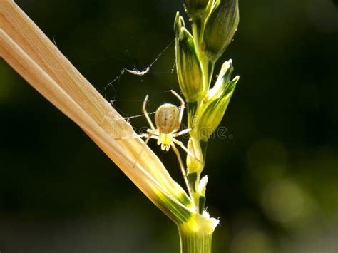 Small Spider On A Green Plant Stock Image Image Of Yellow Leaf