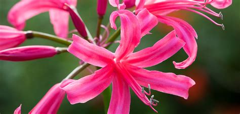 How To Plant Grow And Care For Nerines Sarah Raven