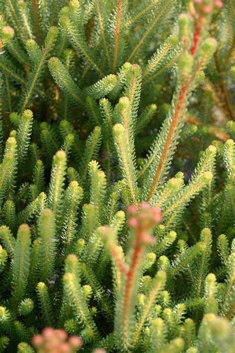 Majira Berzelia Stokoei Distinctive Foliage For Your Garden