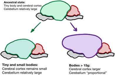 Microchiropterans Have A Diminutive Cerebral Cortex Not An Enlarged