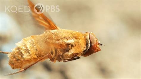 This Fly Torpedoes A Bindweed Bees Nest Kqed